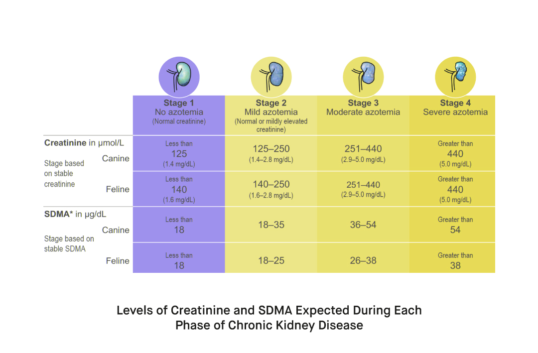What Is Symmetric Dimethylarginine (SDMA) and How Is the SDMA Test Used ...